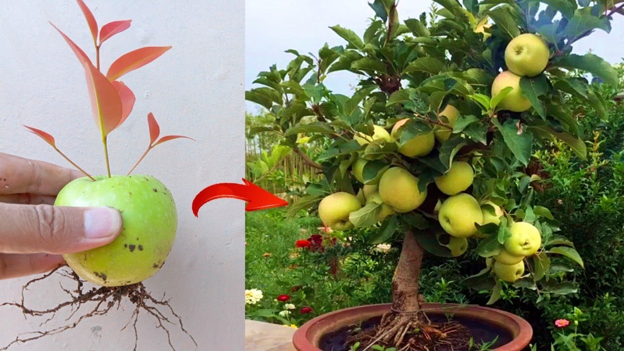 Great technique: How to grow Apple tree from apple fruit in pot - YouTube