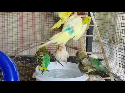 Budgies Bathing In Summer | Lovebirds' Sounds Relaxation | By ...