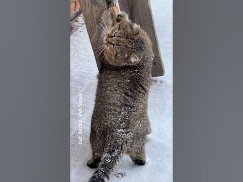 😻 Мартовский кот. #barsik #catlover #catvideos #cutecats - YouTube