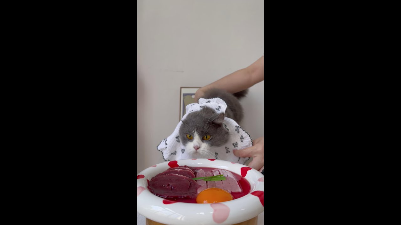 Give the kitten an extra meal# cat# cat raw flesh# cat eat sowing# pet ...