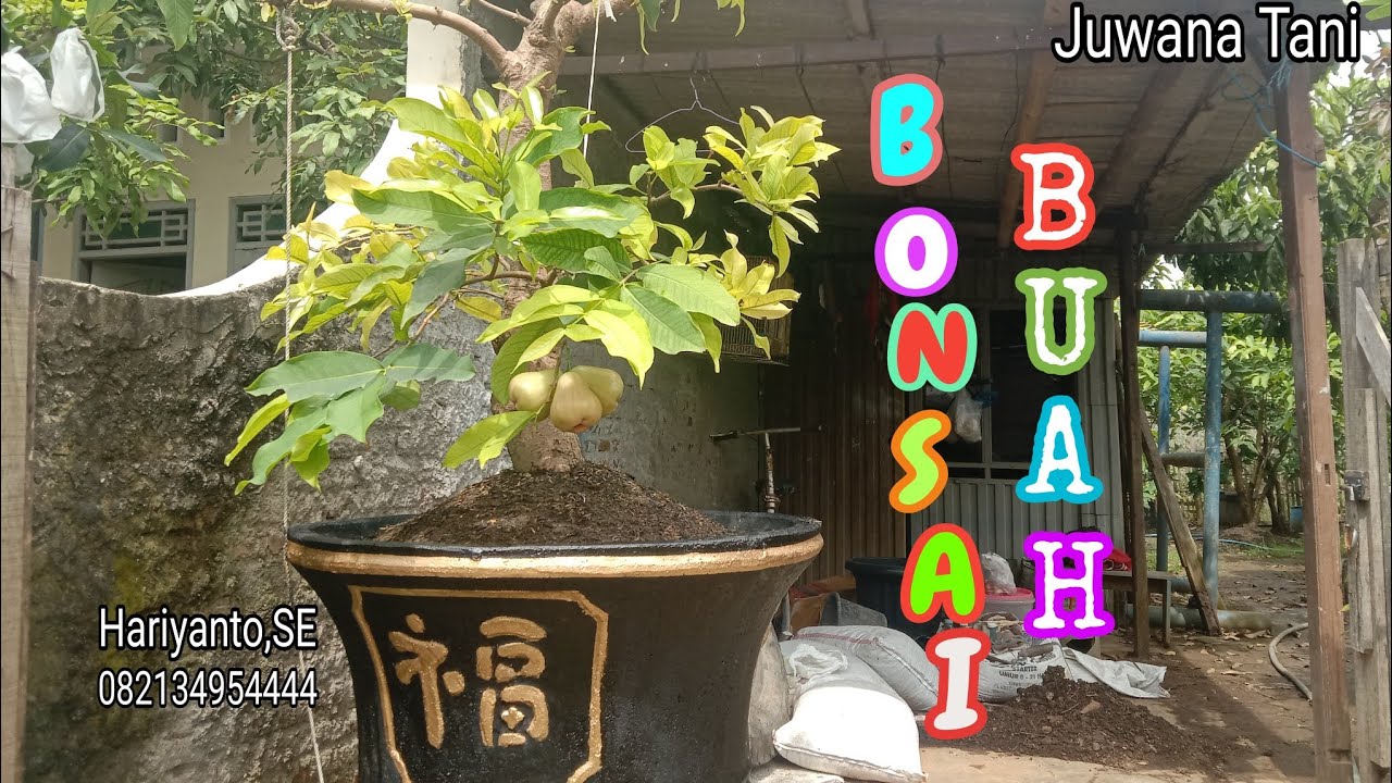 Cara membuat Bonsai Jambu Air berukuran jumbo - YouTube