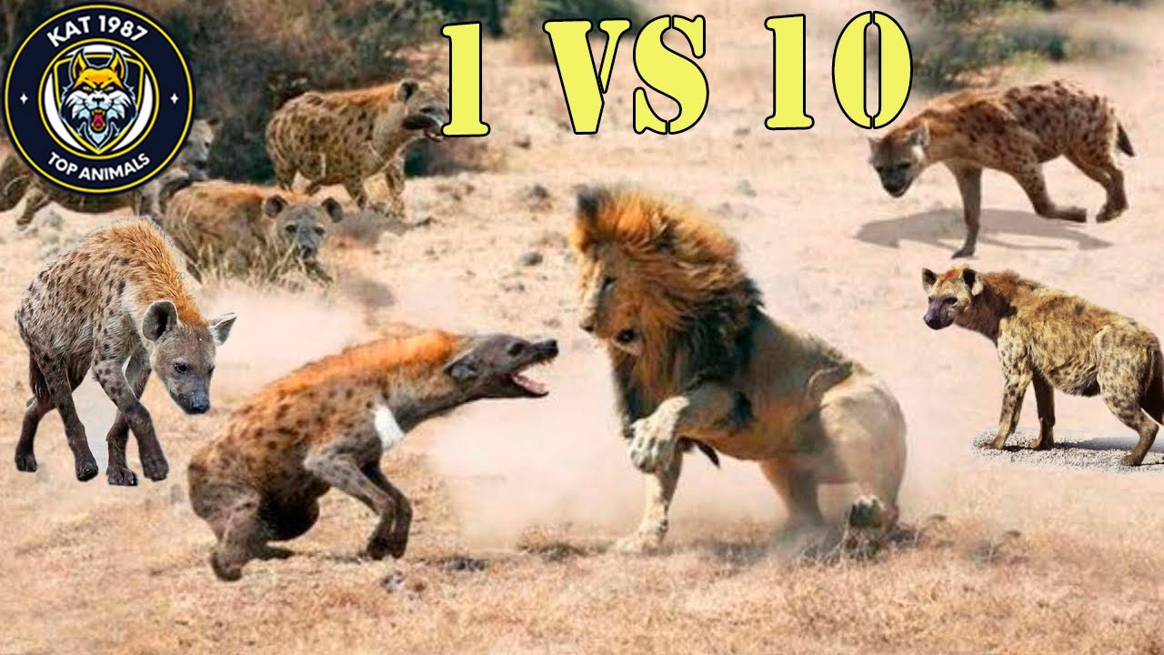 Unbelivables MOMENTS LIONS Are Attacked By Other Animals CAUGHT ON ...