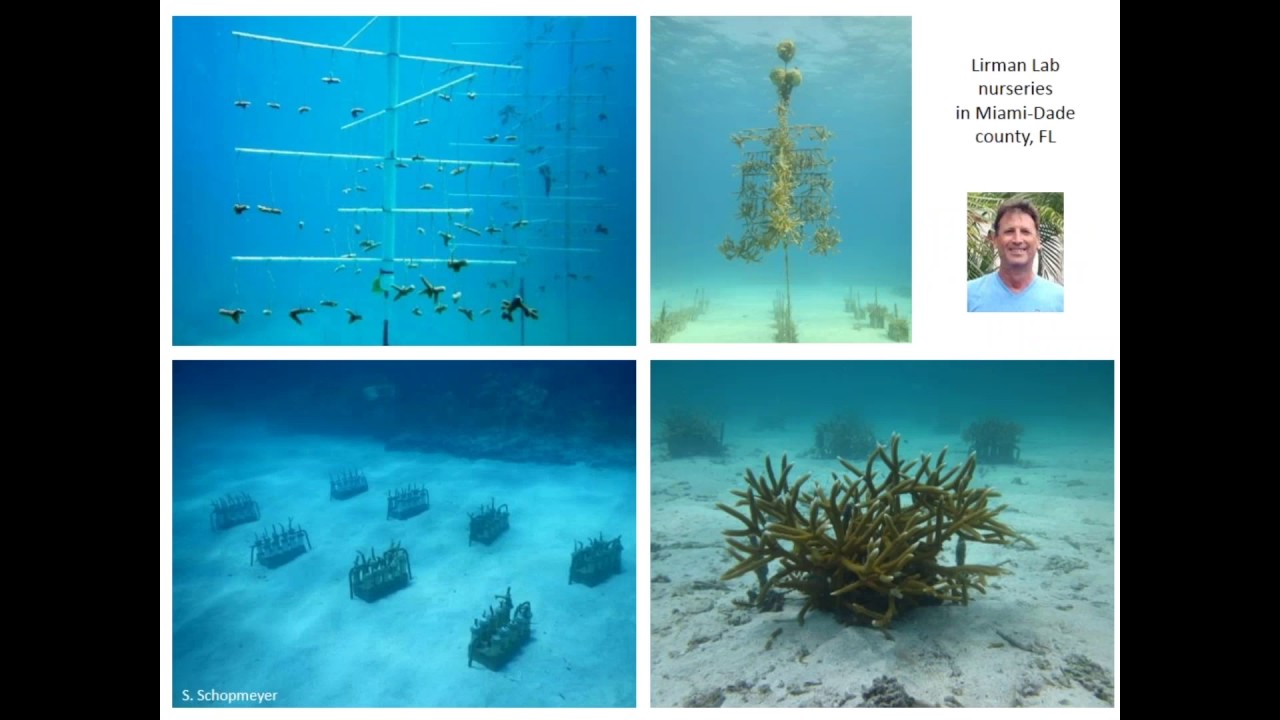 Intervention Strategies in Reef Restoration, Andrew Baker, University ...