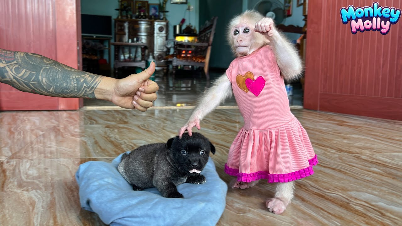 Monkey Molly is happy when her mom's husband lets her meet her puppy ...