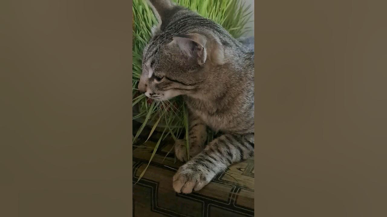 گربه گیاه خوار Cats Simmy شفا Funny Shorts Youtube
