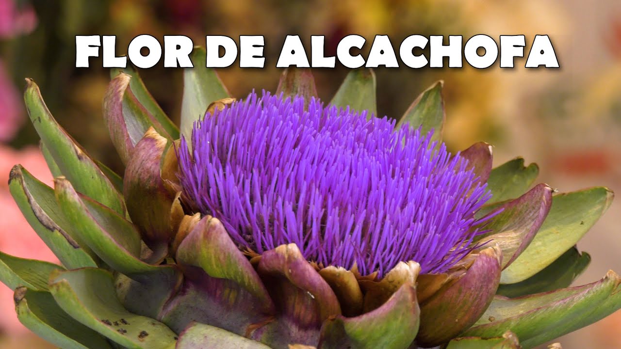 FLOR DE ALCACHOFA en Plantas y Jardines - Teleamiga - YouTube