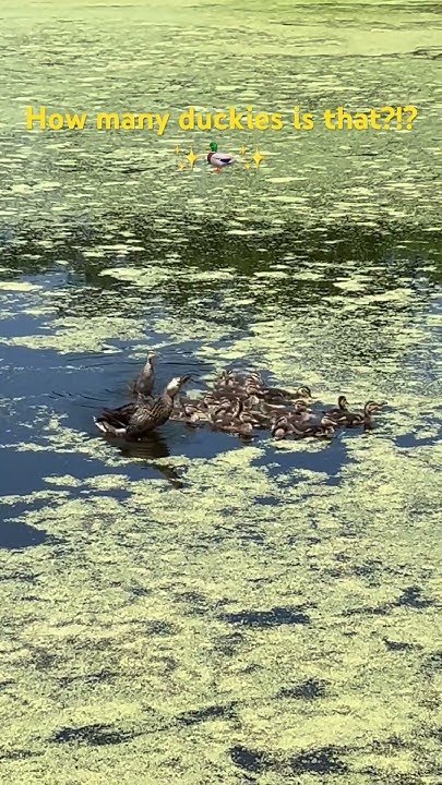 Getting Your Ducks In A Row #cuteanimals #duck #duckling #funnyanimals ...