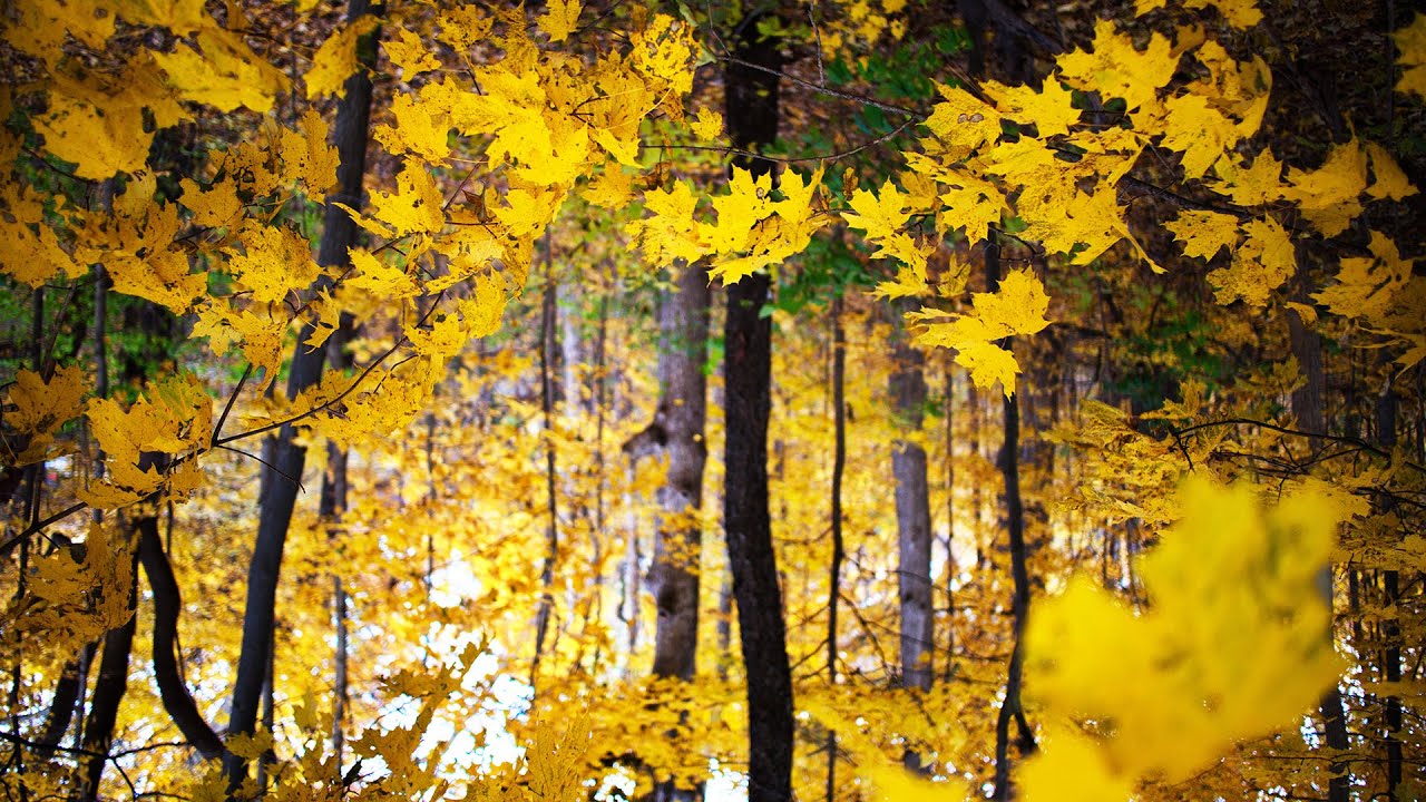 Last Autumn Photography Outing of the Season & Canon EOS M100 Camera ...