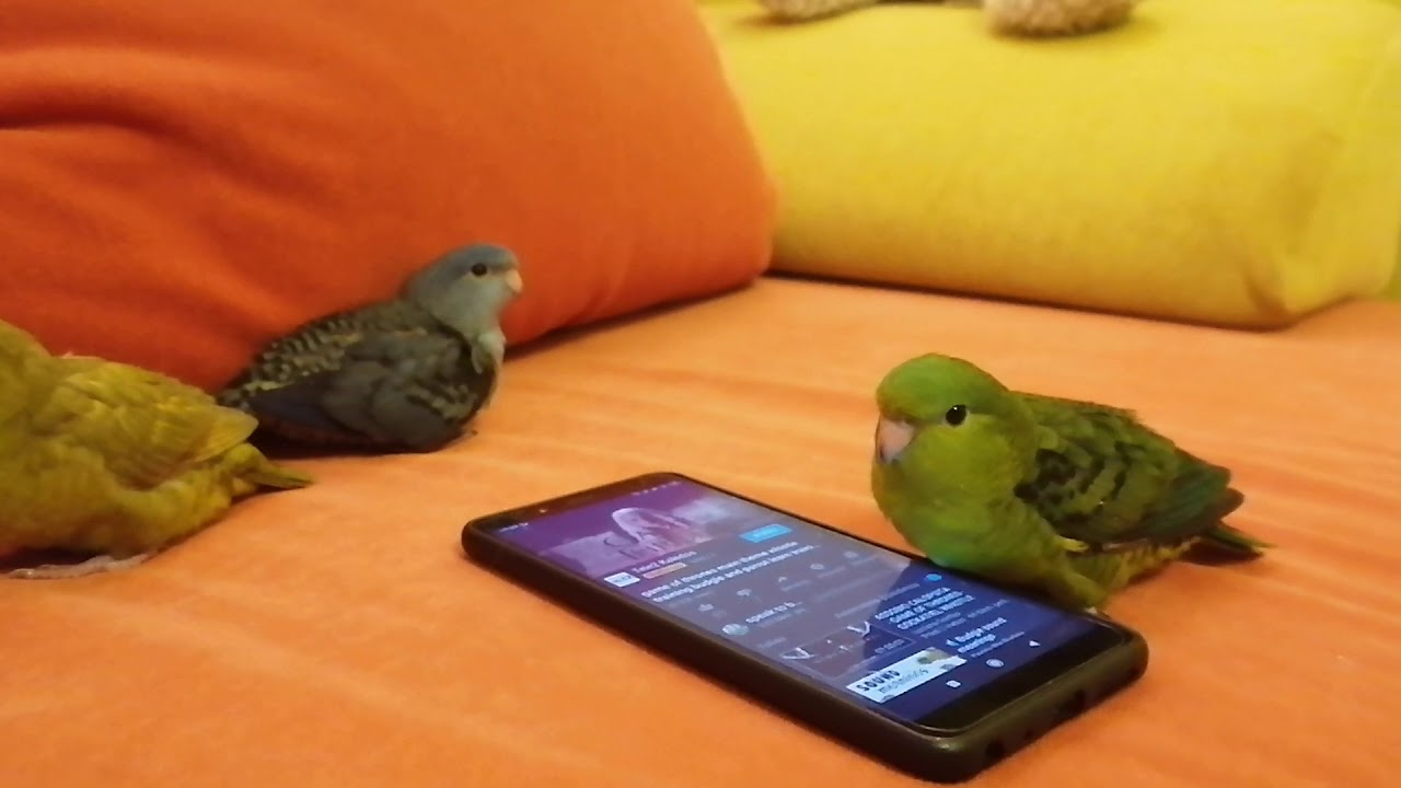 Lineolated parakeets - YouTube