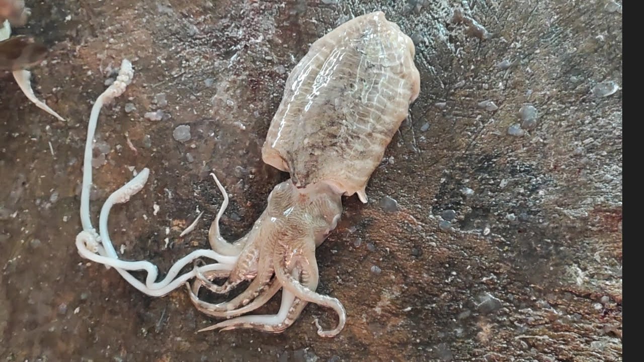 AMAZING SEA SQUID FISH CUTTING SKILLS 🔥🔪 #squidfish #seafood # ...