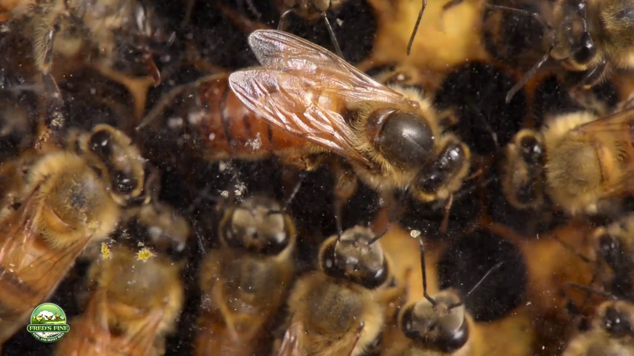 Honey Bee Queen Accepted Groomed Fed by worker bees - YouTube