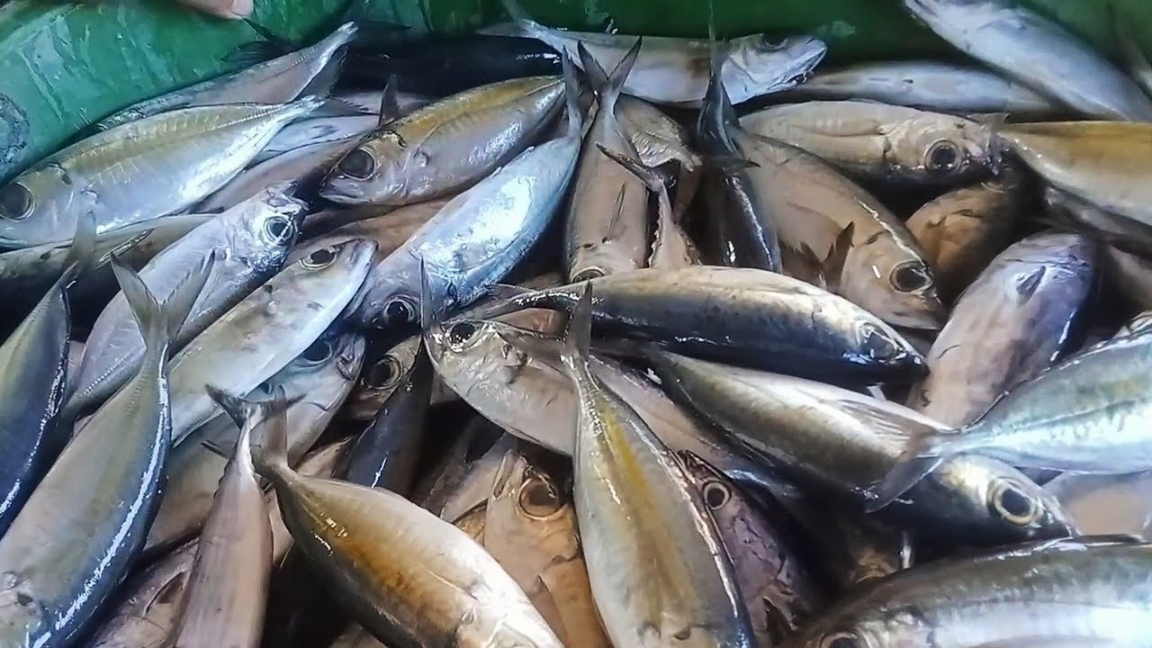 FRESH MATAMBAKA FISH | MINDORO FISHING - YouTube