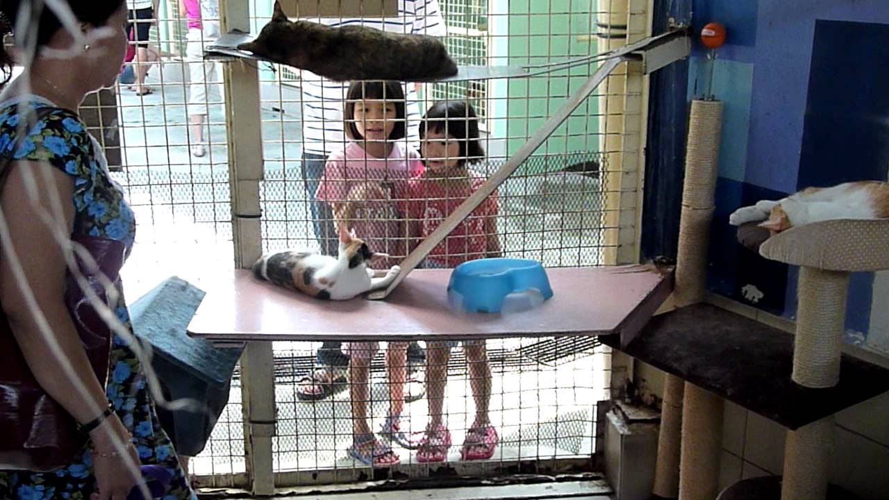 Visit to SPCA Singapore 21062011 - YouTube
