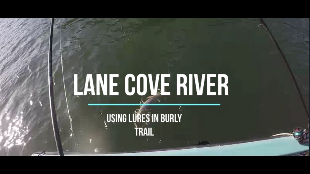 Lane Cove River Fishing , burly fishing #flatheadfishing #tailorfishing ...