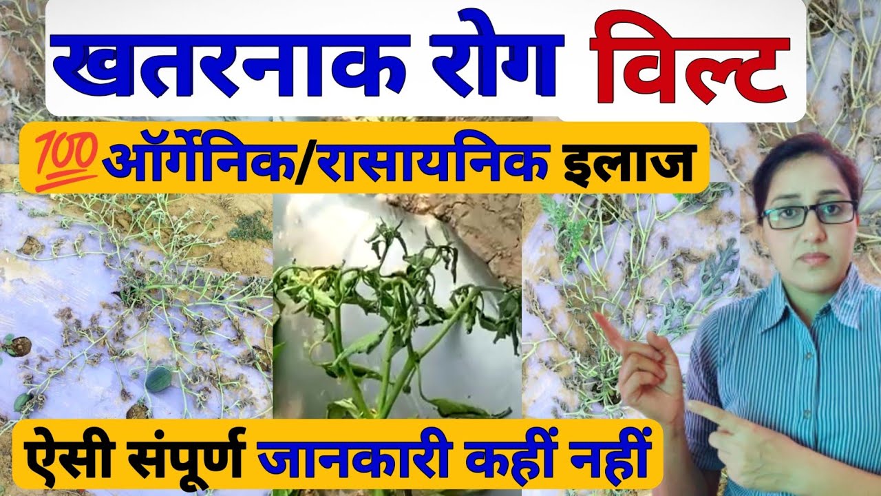 Wilt Disease | fusarium wilt treatment | bacterial wilt disease ...