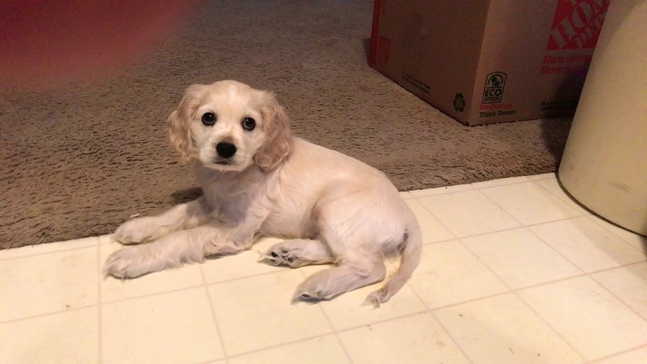 Joey. Cocker Spaniel Maltese mix. - YouTube