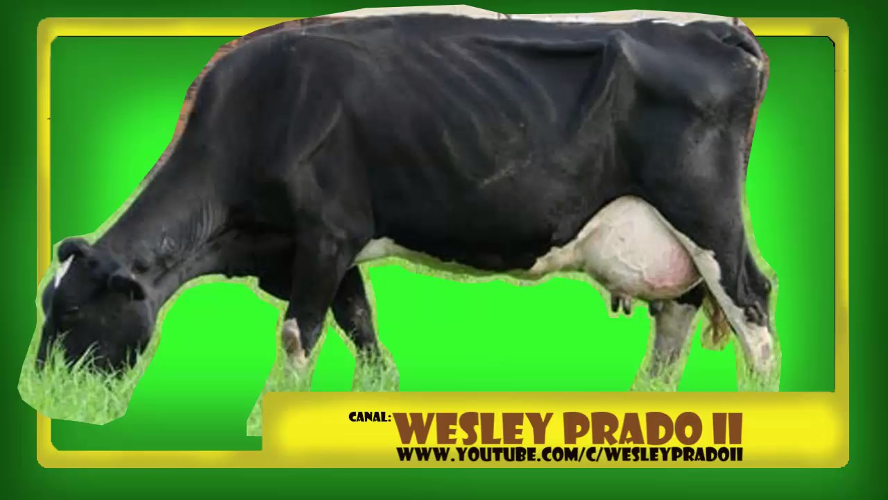 efeito sonoro de vaca - Cow sound effect - YouTube