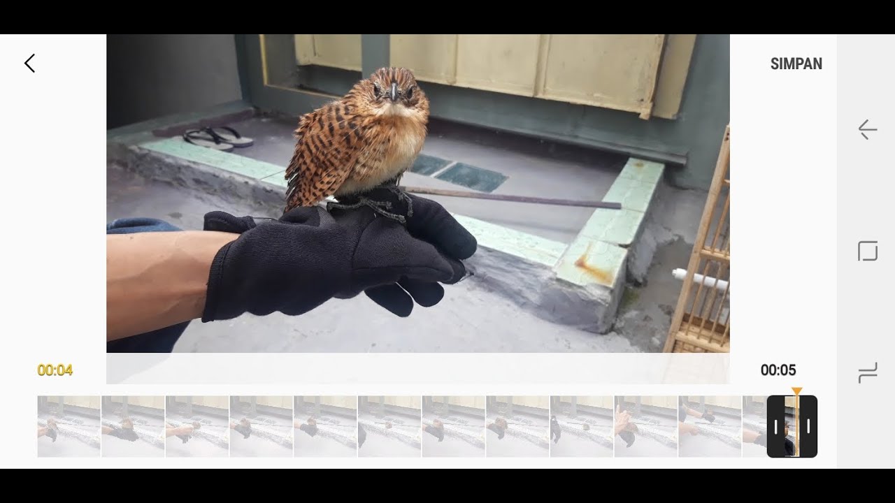 Burung BuBut Alang alang - YouTube