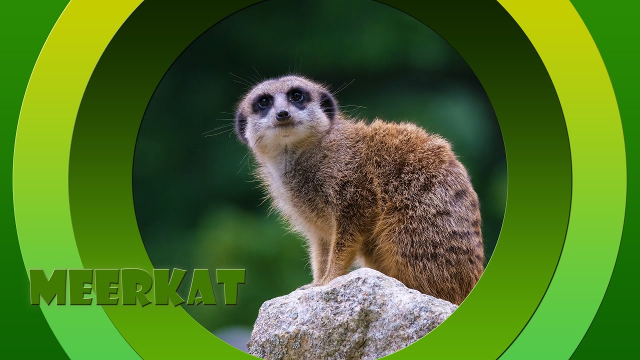 Meerkat! Are Highly Murderous Animals! - YouTube
