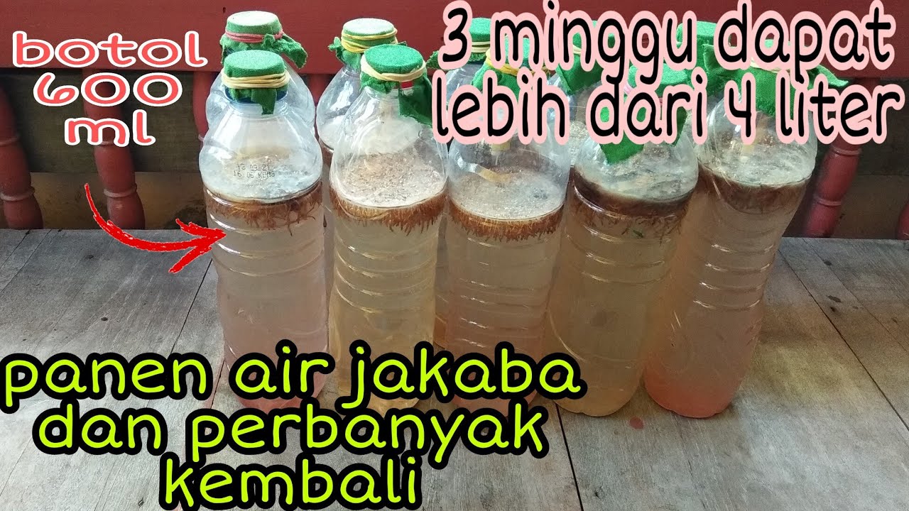 Panen air jakaba dan mulai pembibitan jakaba kembali - YouTube