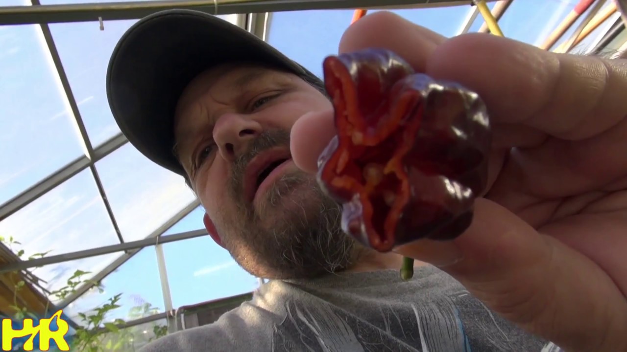 Yaki Blue Fawn Pepper POD REVIEW - YouTube
