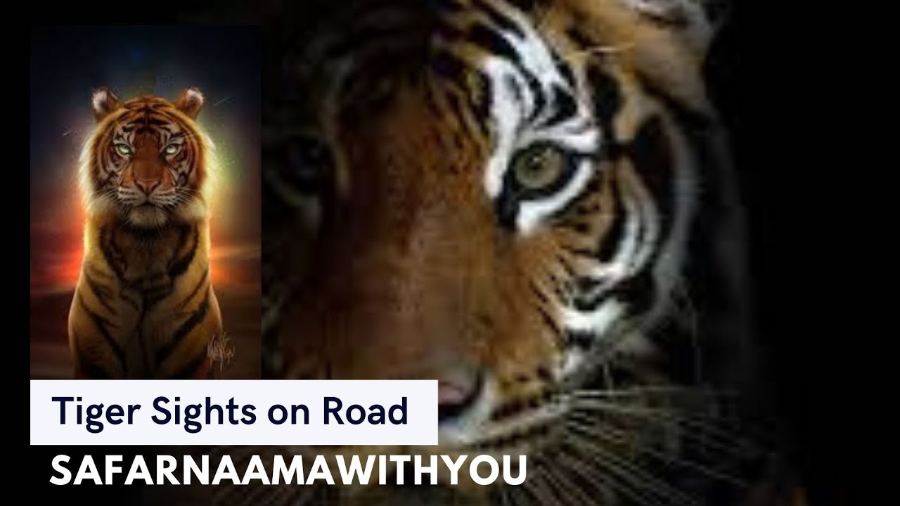 Tiger Sights on Road at Night #car #youtube #life #adventure #travel # ...
