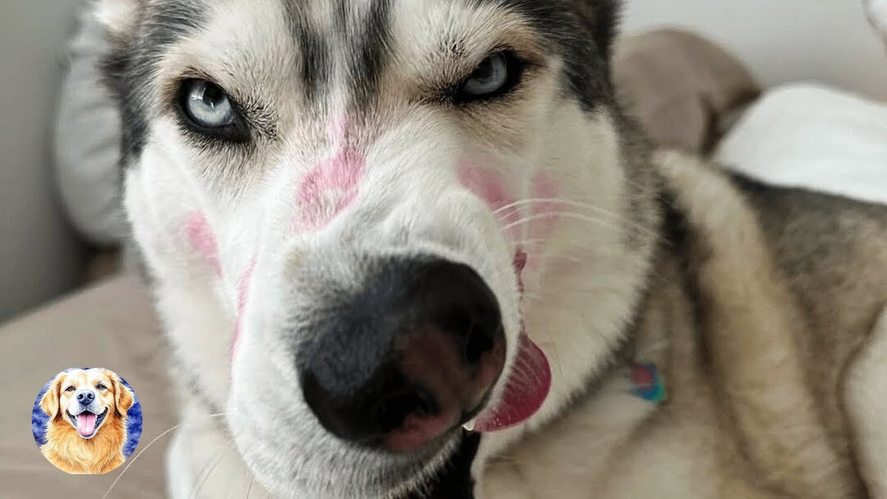 Husky Deserves an Oscar 😅 ️| The Most Dramatic Huskies - YouTube