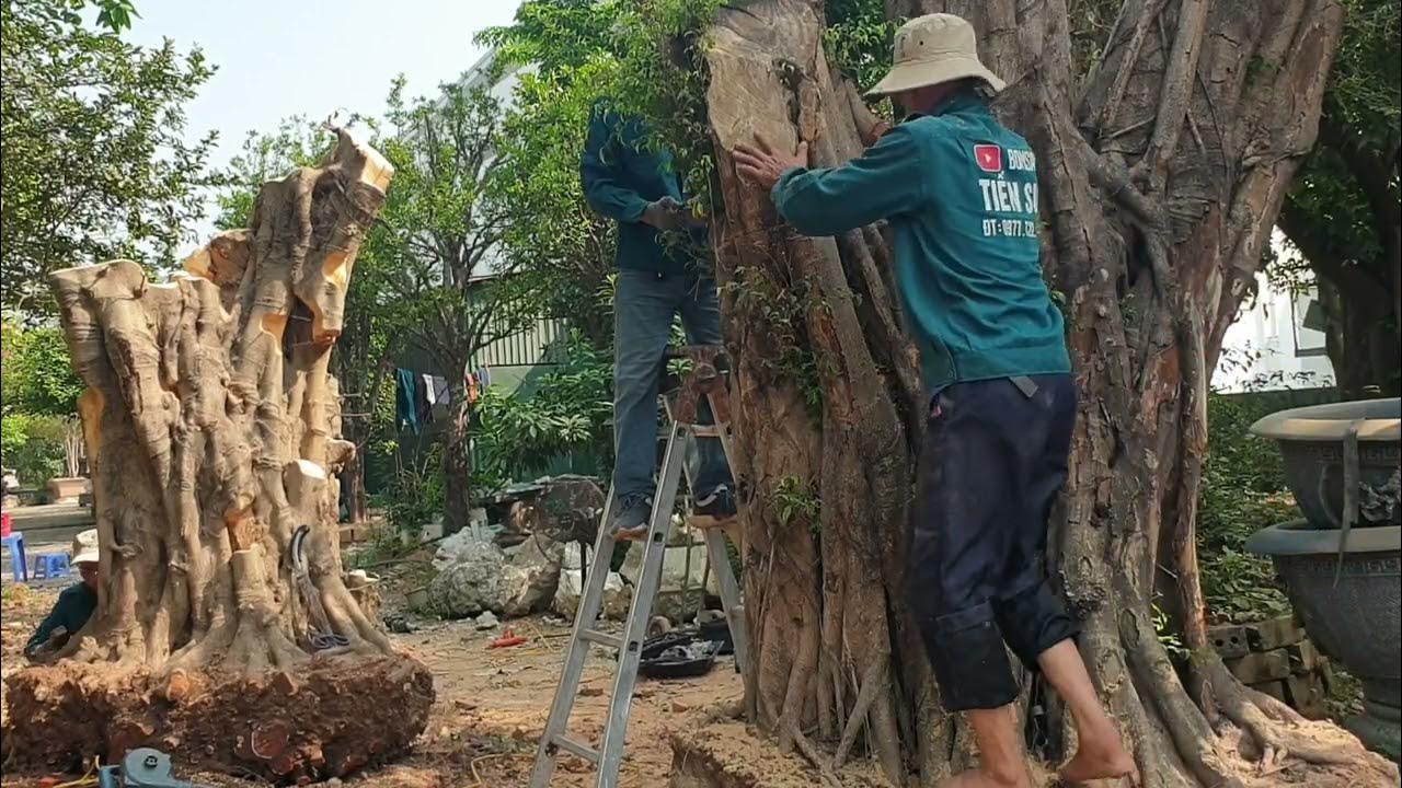 Ts 2109 xử lý nhát cắt to như cái thớt thành đẹp tại Vườn Khắc Phước Thạch Thất hà nội - YouTube