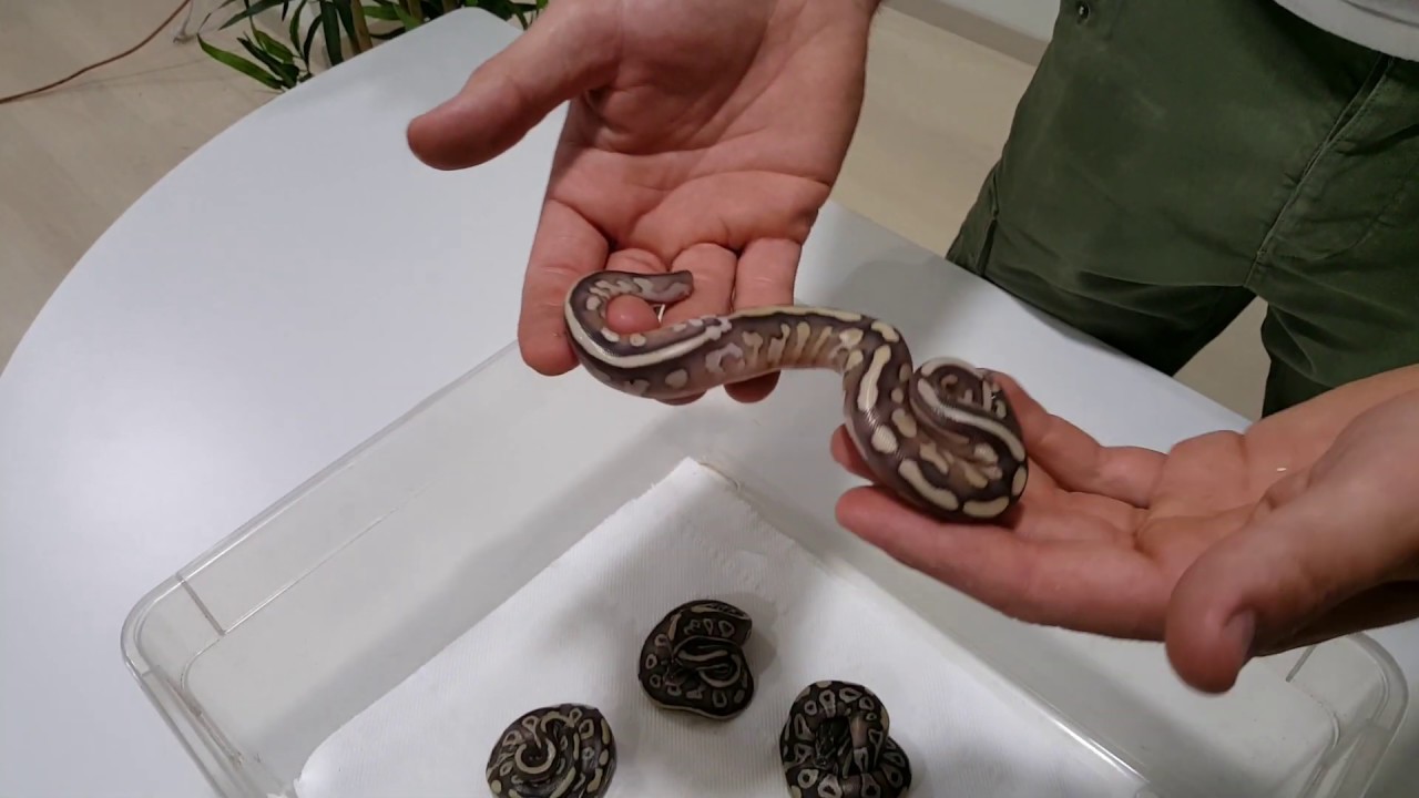 006 How To Sex Ball Pythons Youtube