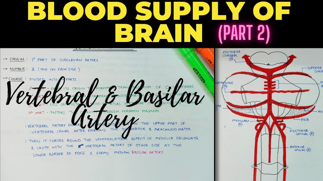 Blood Supply of Brain (Part 2) | Vertebral & Basilar Artery | EOMS ...