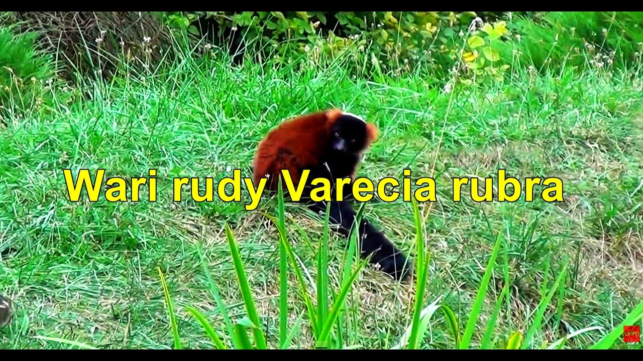 Wari rudy Varecia rubra - YouTube