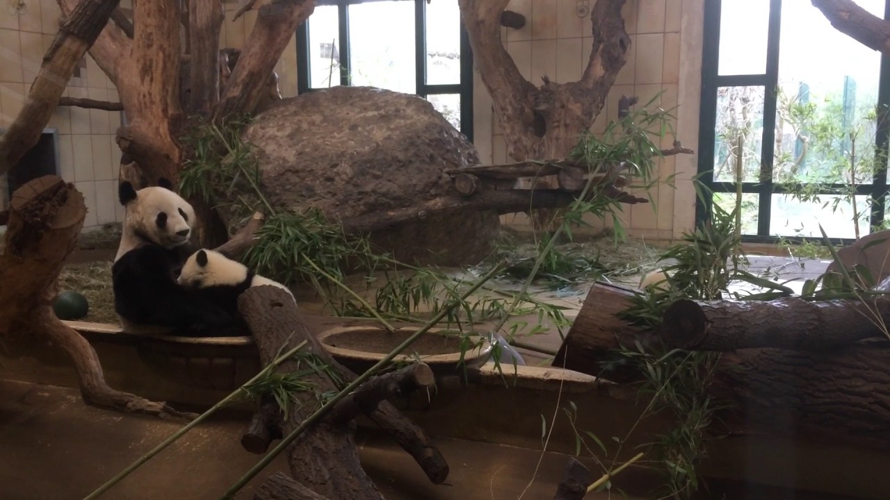 Panda's in Schönbrunner dierentuin in Wenen / Panda cubs in Vienna Zoo ...