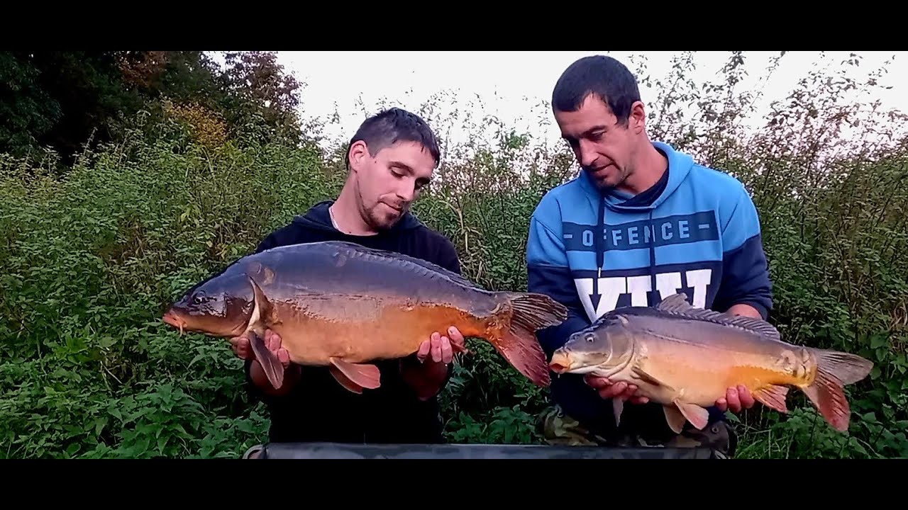 Carp's pitbull friends sezóna 2022 - YouTube