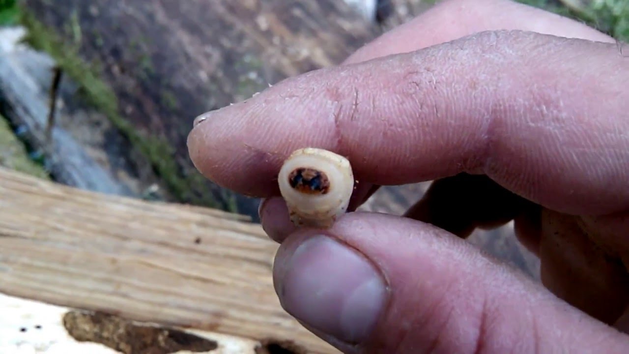 Longhorn Beetle Capricorne Cerambyx cerdo - YouTube