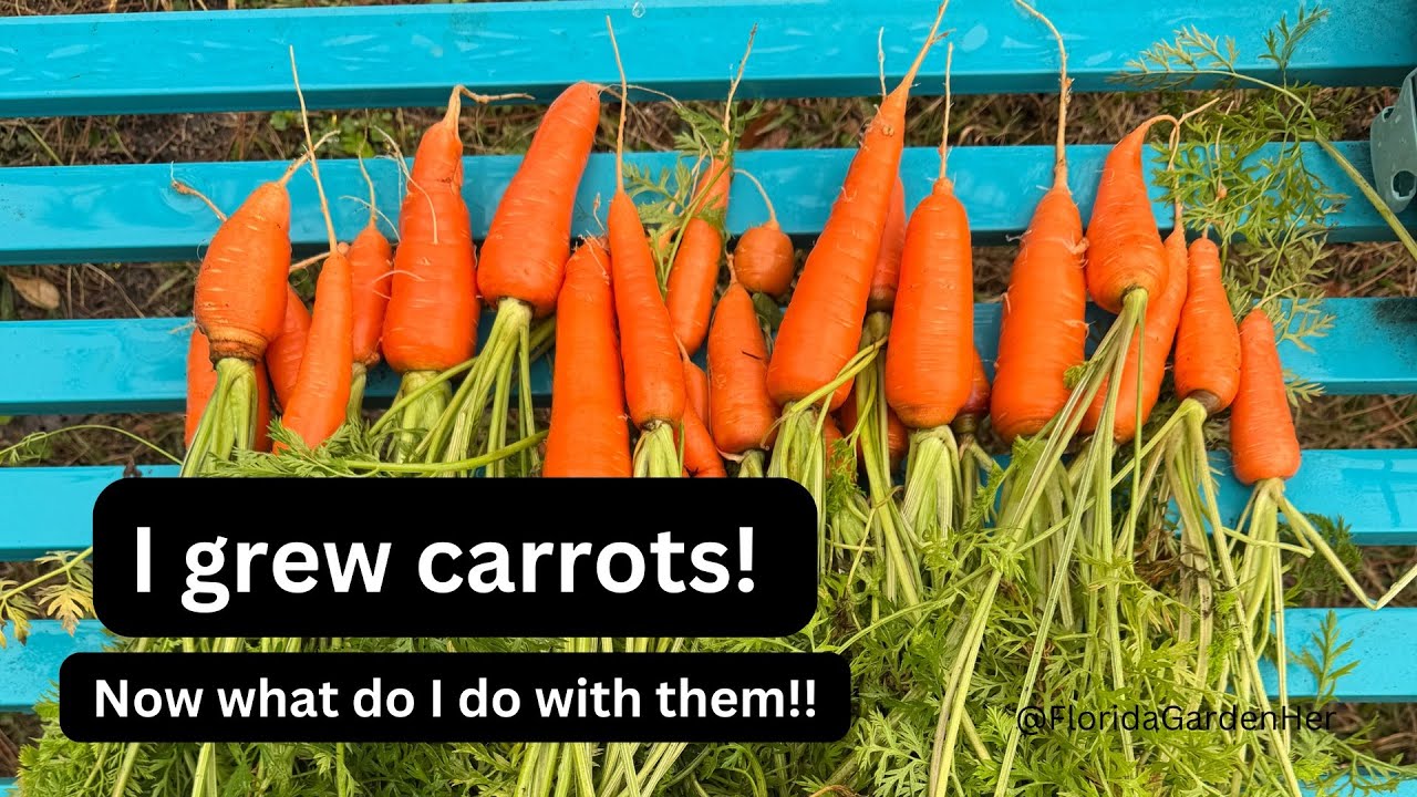 Let’s harvest and can carrots! - my first year in 10 years of gardening ...