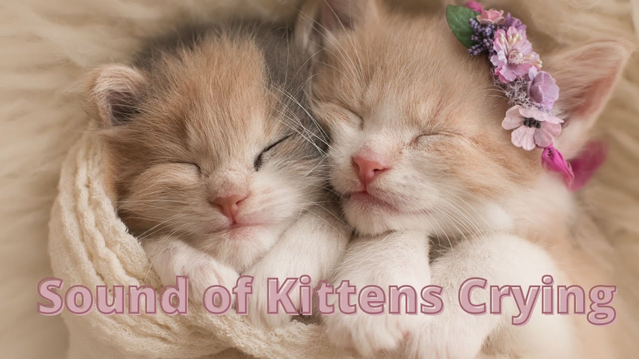 Sound of Kittens Crying: The Most Heartbreaking Video You'll Ever See ...
