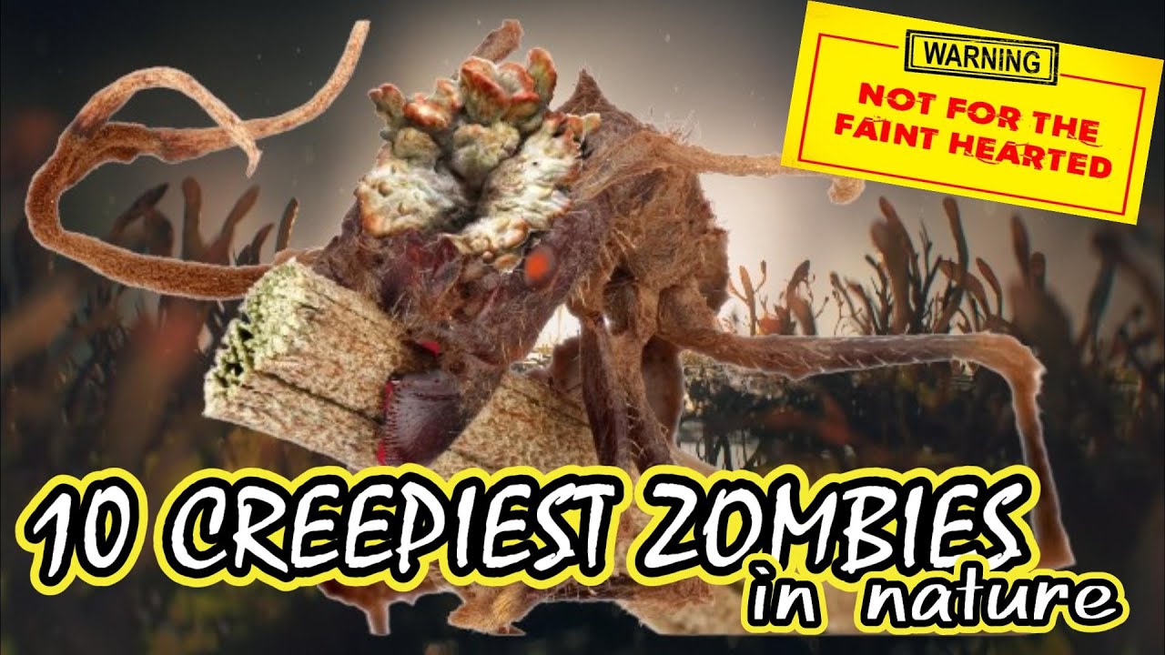 10 CREEPIEST ZOMBIES IN NATURE - YouTube