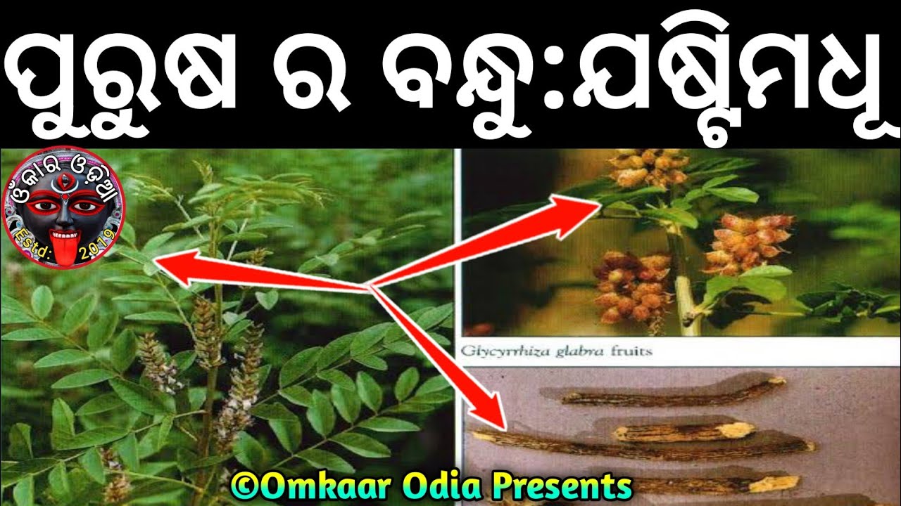 Fantastic Ayurvedic Plant - Jasti Madhu | Health Benefits of Yastimadhu ...
