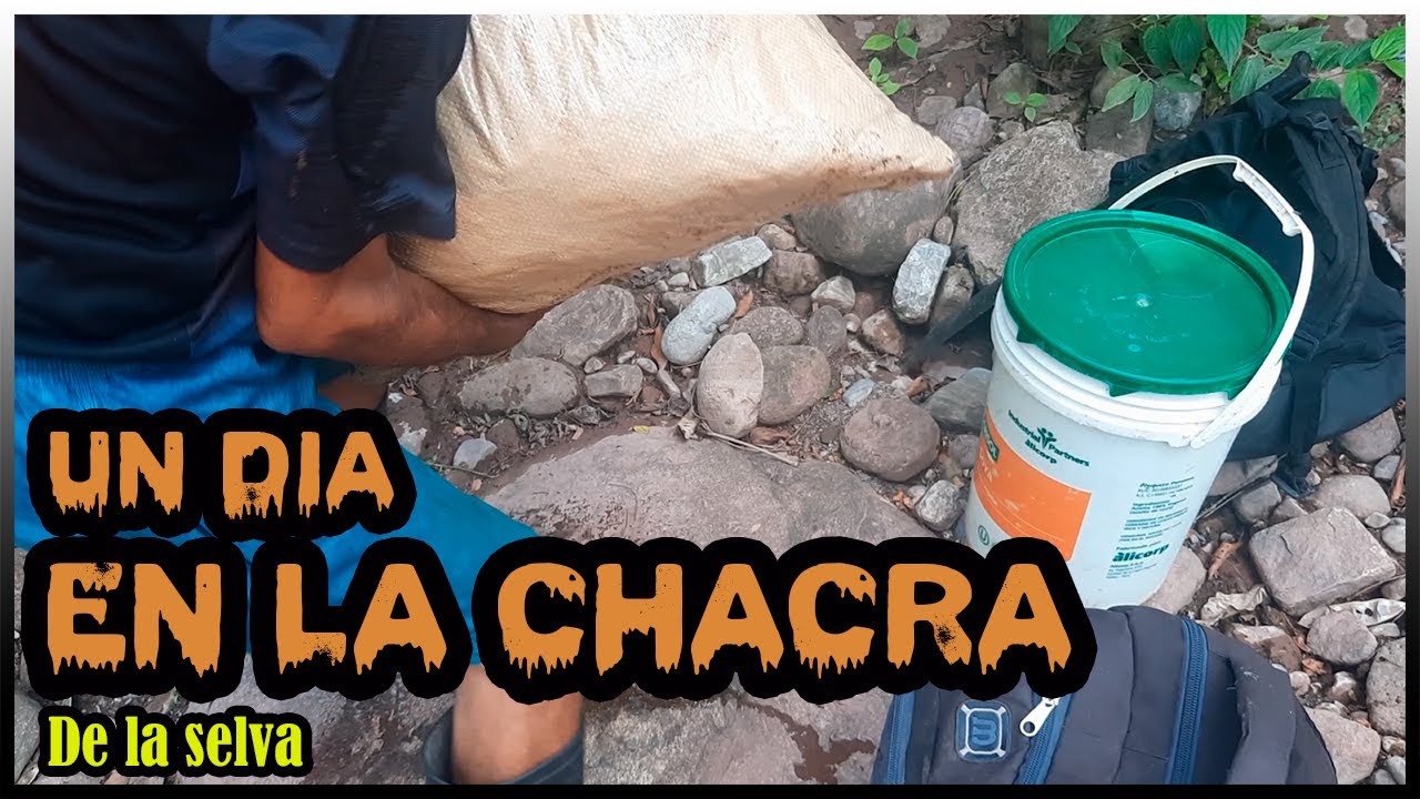 UN DÍA EN LA CHACRA DE LA SELVA (San Martin - Perú) - YouTube