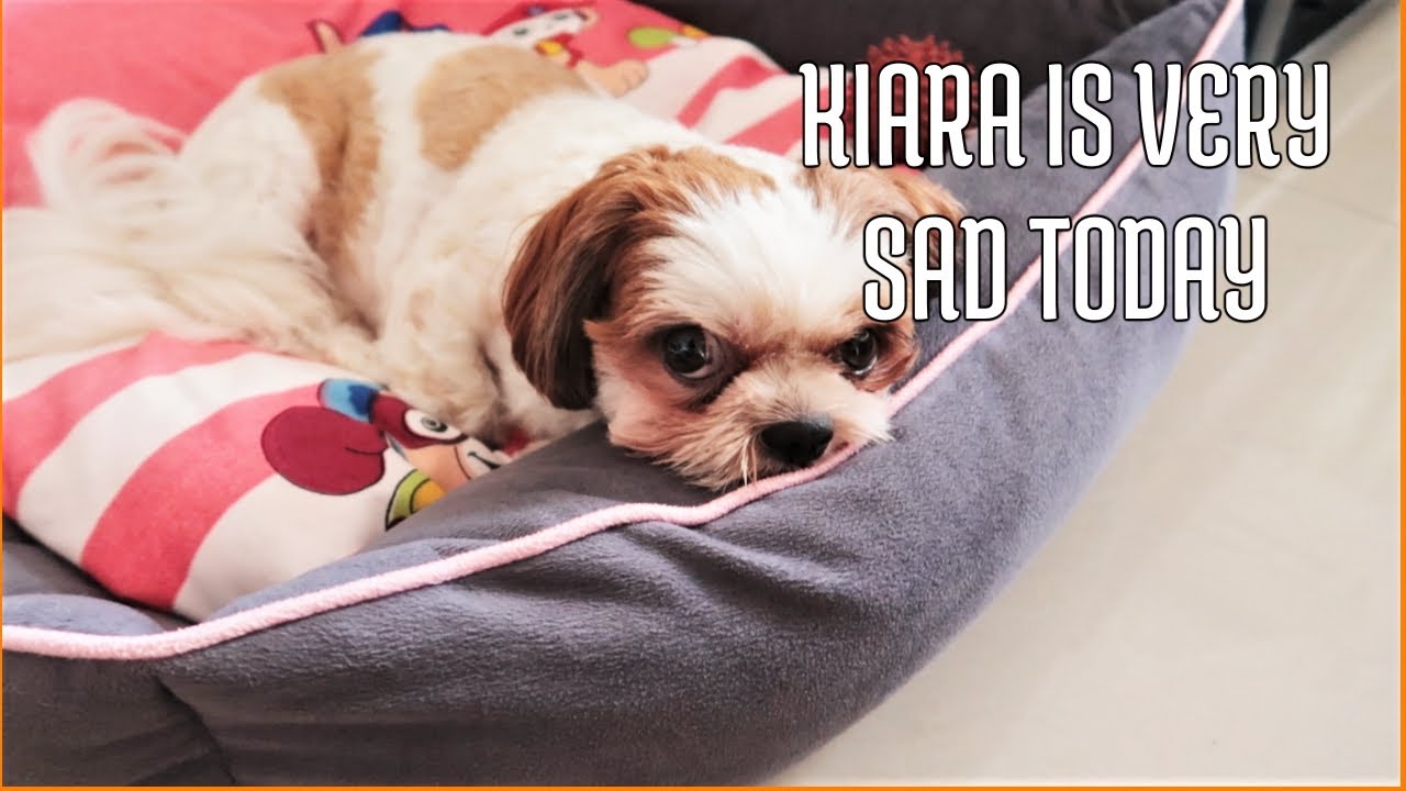 My Puppy Feeling Extremely Low And Sad Today Why My Puppy Is my-puppy-feeling-extremely-low-and-sad-today-why-my-puppy-is