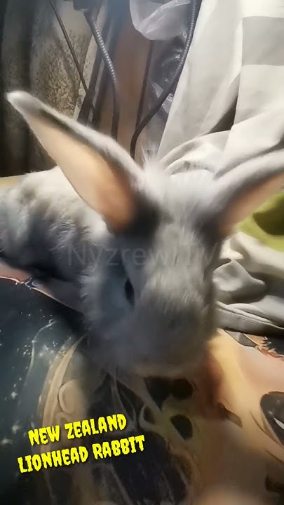 NEW ZEALAND LIONHEAD RABBIT | MEET LEONA - YouTube