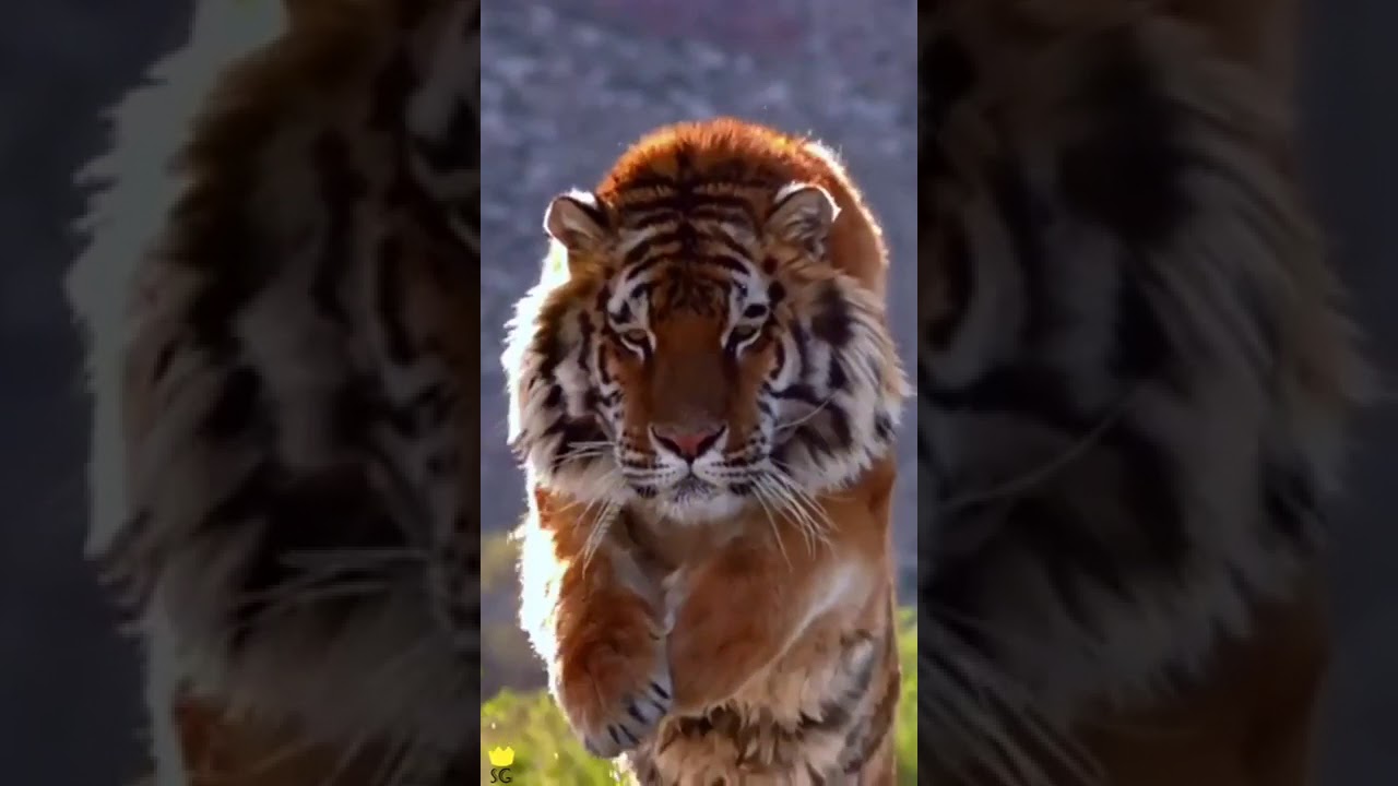 Tiger in Zoom - YouTube