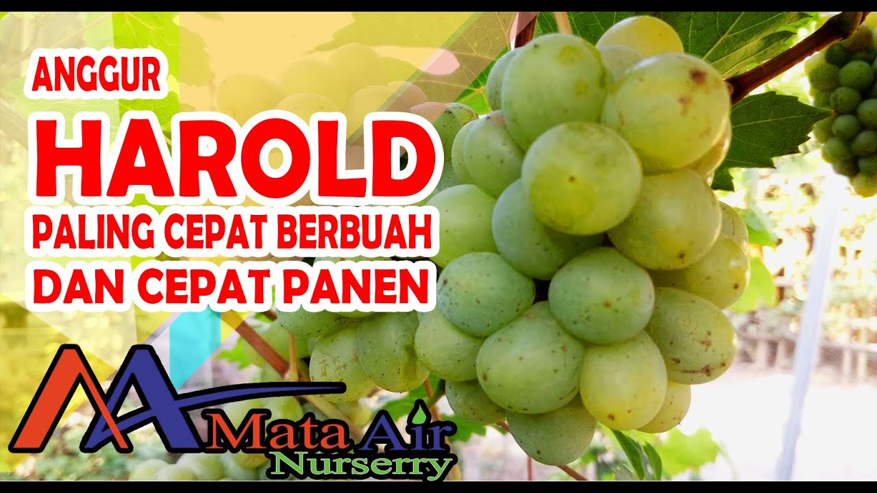 ANGGUR HAROLD ANGGUR IMPORT CEPAT BERBUAH DAN CEPAT PANEN - YouTube
