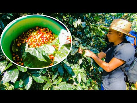Se Ganan La Vida Cortando Cafe - Cortando Cafe En El Salvador - YouTube