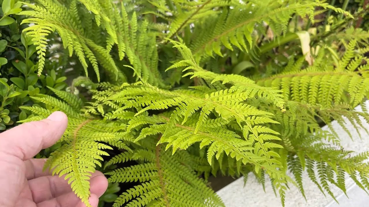 Growing Ferns in Architectural Planters - YouTube