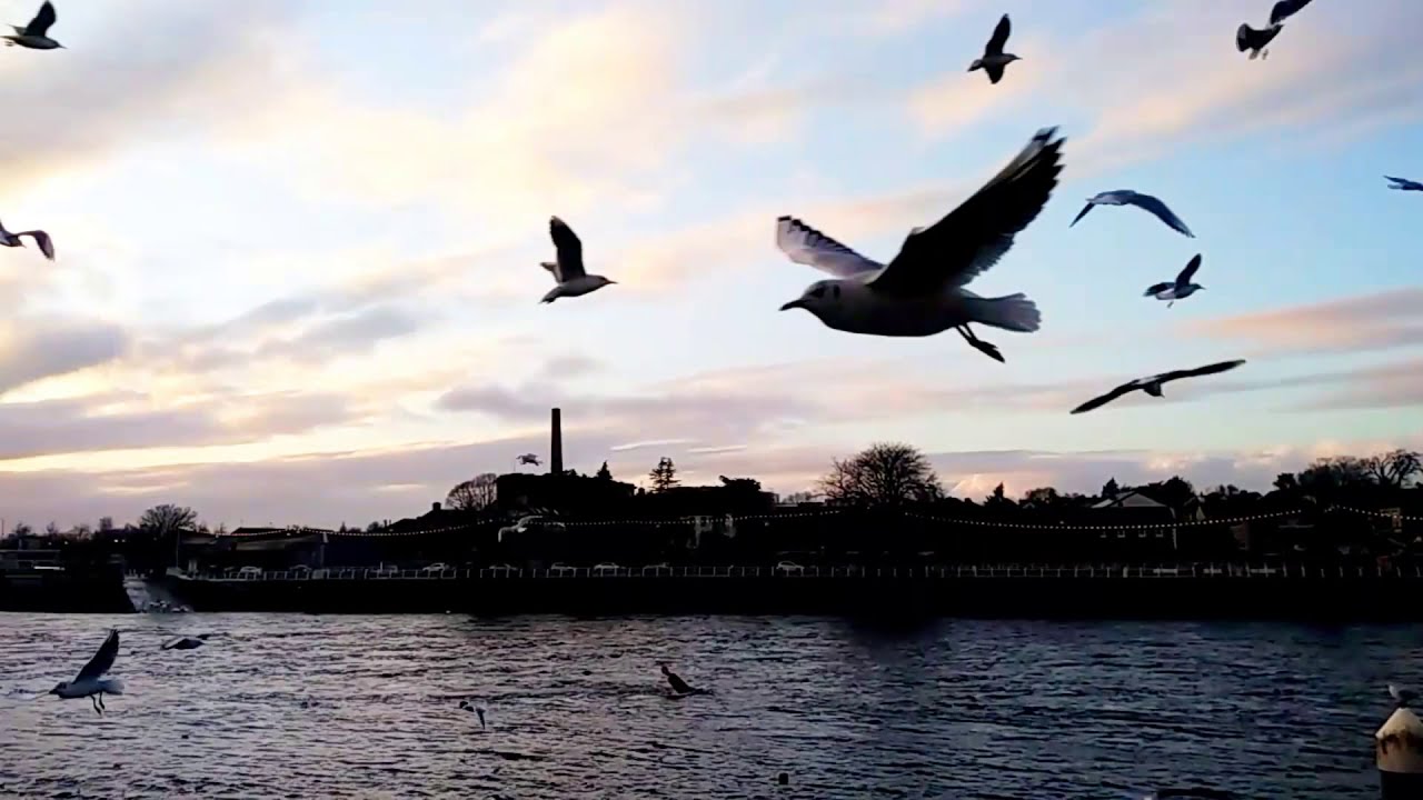 Feeding Birds at River Shannon Limerick ,Ireland - YouTube