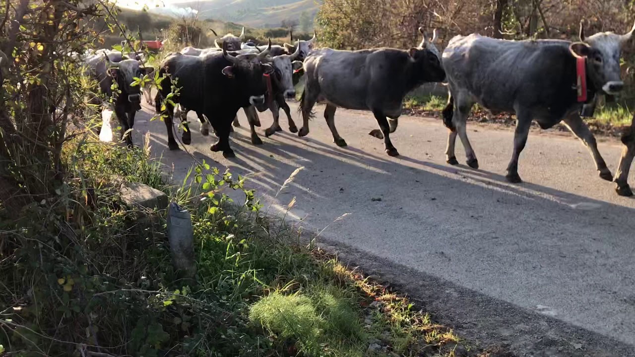 Vacche Podoliche Calabresi Sicily