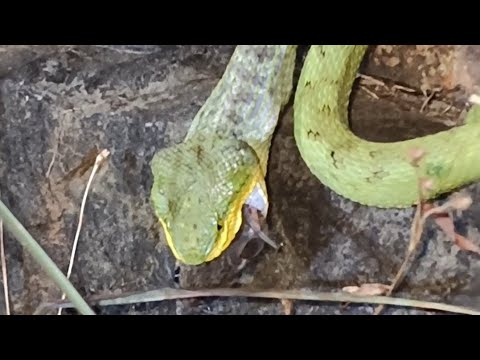 bamboo pit viper eating a rat #pitvipers #sanke #hanting #eating - YouTube