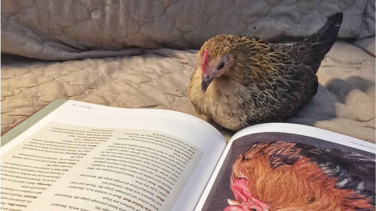 Very Sad Day On The Farm (Saying Goodbye Is Never Easy) - YouTube