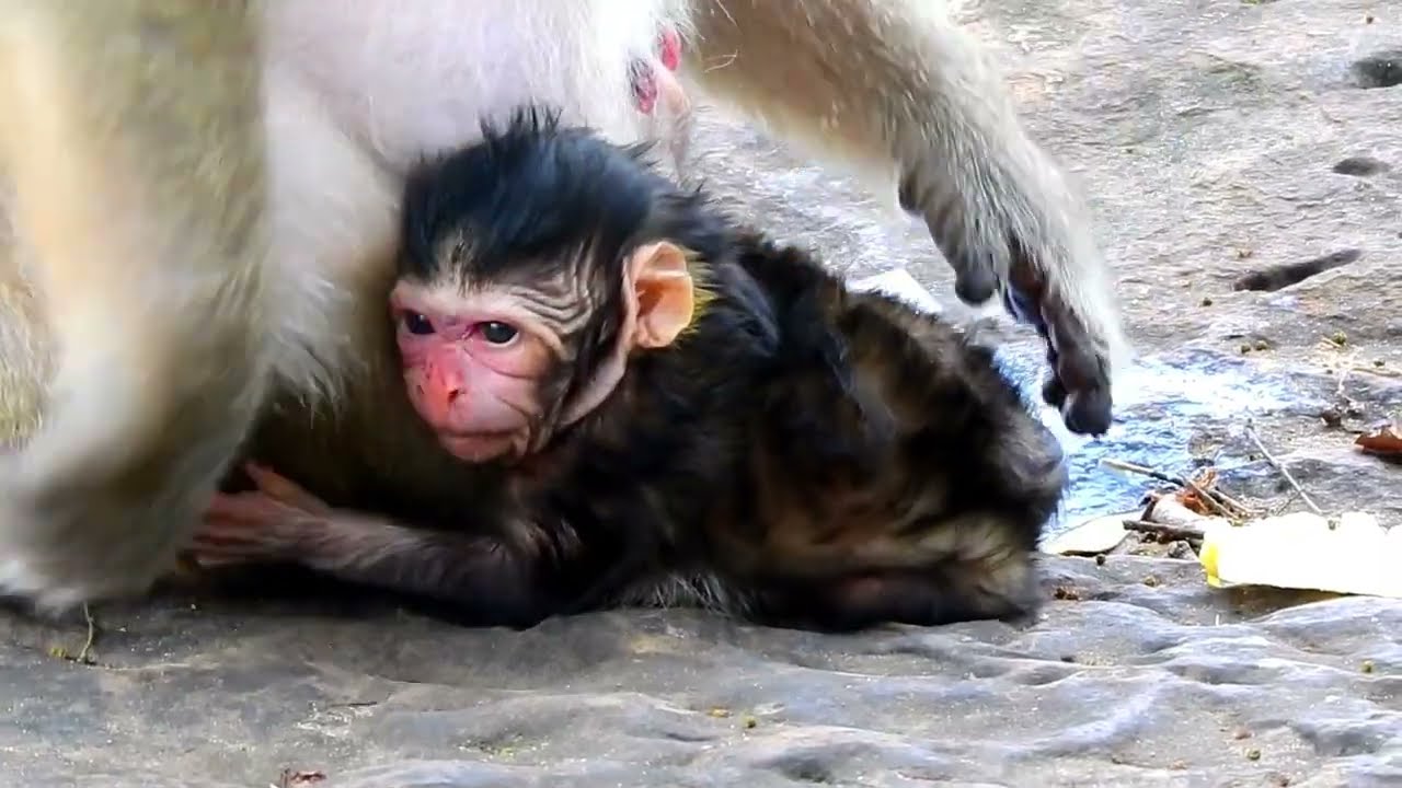 Oh! Mom lacks caution to cause newborn monkey to fall to the ground, So ...